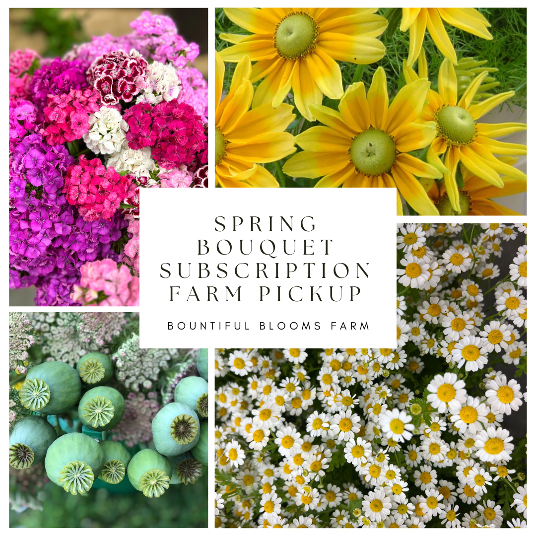 Spring Bouquet Subscription FARM PICKUP – Bountiful Blooms Farm